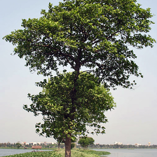 Kadam (Neolamarckia Cadamba) Plant Care & How to Grow, Water