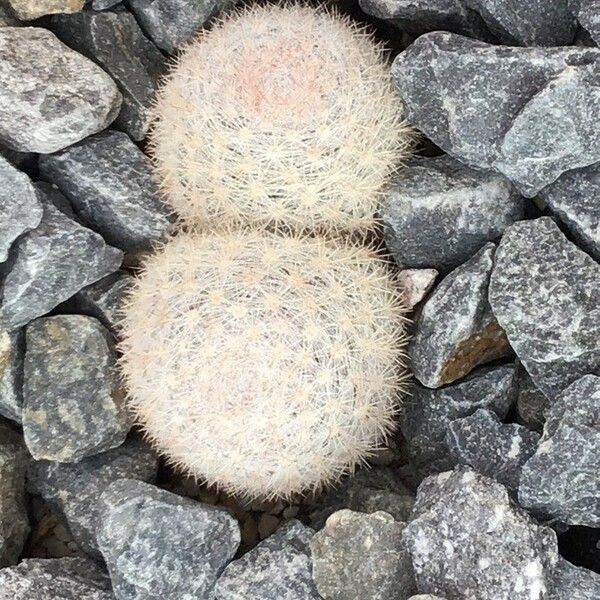 Neomammillaria Candida Plant Care & How to Grow, Water