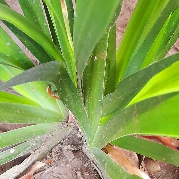 Rootstock (Neomarica Candida) Plant Care & How to Grow, Water