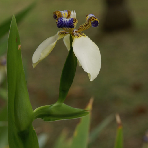 Walking Iris (Neomarica Gracilis) Plant Care & How to Grow, Water