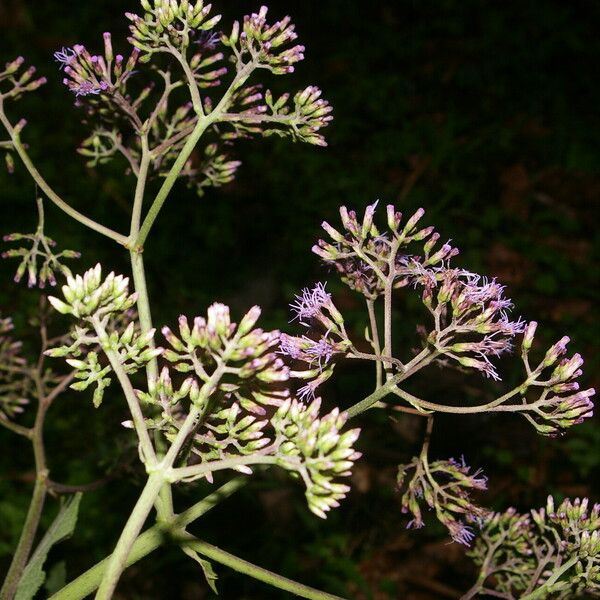 Neomirandea Angularis Plant Care & How to Grow, Water