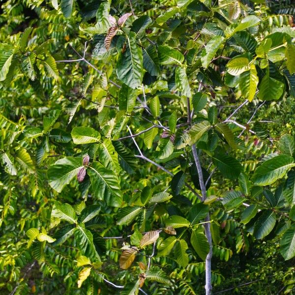 Walur (Neonauclea Gigantea) Plant Care & How to Grow, Water