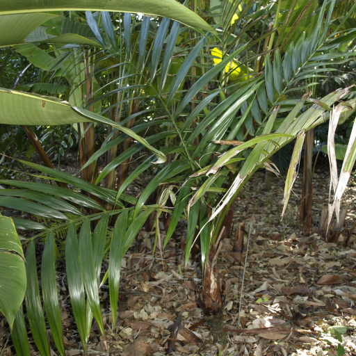 Neonicholsonia Watsonii Care Guide: Water, Soil & Propagation - Plantiary