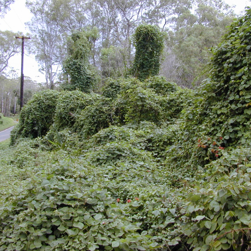 Perennial Soybean (Neonotonia Wightii) Plant Care & How to Grow, Water