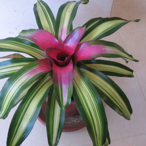 Blushing Bromeliad (Neoregelia Carolinae) Plant Care & How to Grow, Water