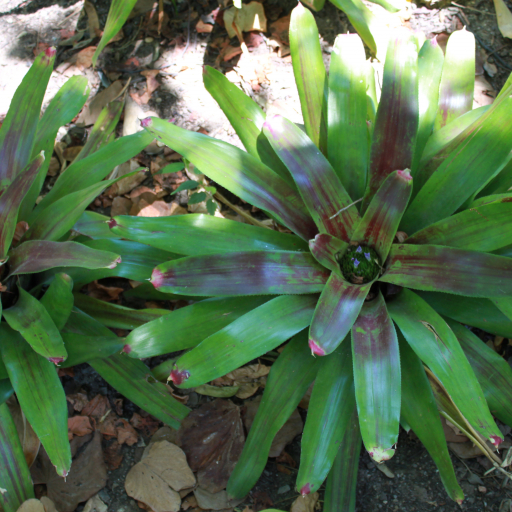 Bromeliad (Neoregelia Farinosa) Care Guide: Water, Soil & Propagation ...
