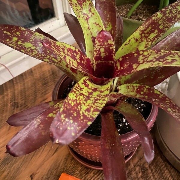 Marbleplant (Neoregelia Marmorata) Plant Care & How to Grow, Water