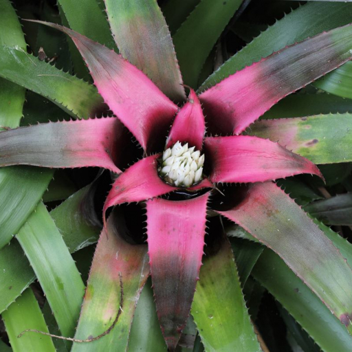 Neoregelia Pendula Plant Care & How to Grow, Water
