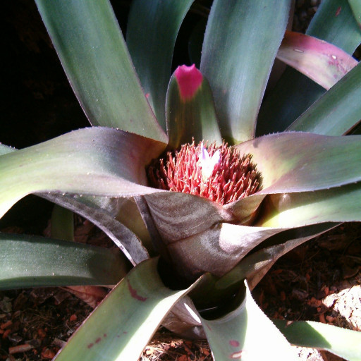 Fingernail- (Neoregelia Spectabilis) Plant Care & How to Grow, Water