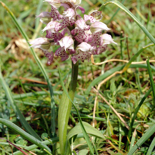 Milky Orchid (Neotinea Lactea) Plant Care & How to Grow, Water