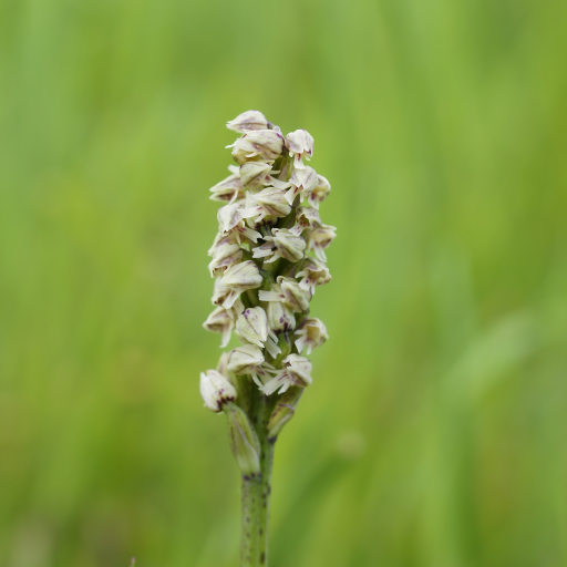 Dense-flowered Orchid (Neotinea Maculata) Plant Care & How to Grow, Water