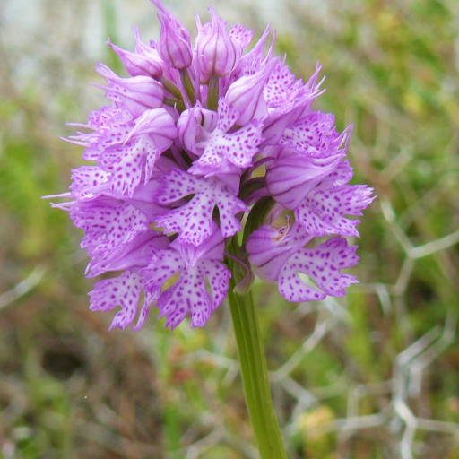 Three-toothed Orchid (Neotinea Tridentata) Plant Care & How to Grow, Water