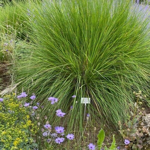 Chee Grass (Neotrinia Splendens) Plant Care & How to Grow, Water