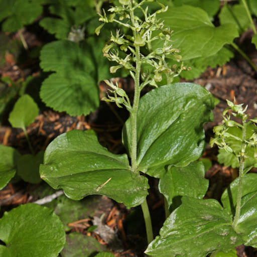 Northwestern Twayblade (Neottia Banksiana) Plant Care & How to Grow, Water