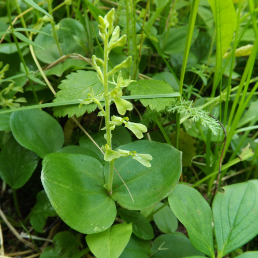 Broad-Lipped Twayblade (Neottia Convallarioides) Care Guide: Water ...