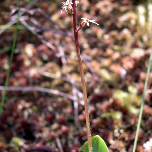 Heart-Leaved Twayblade (Neottia Cordata) Plant Care & How to Grow, Water