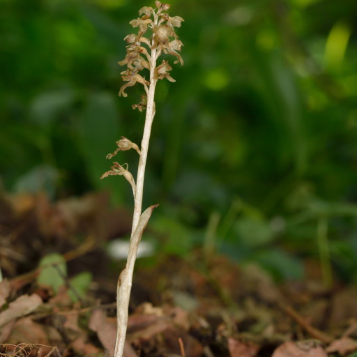 Bird's-nest Orchid (Neottia Nidus-avis) Plant Care & How to Grow, Water