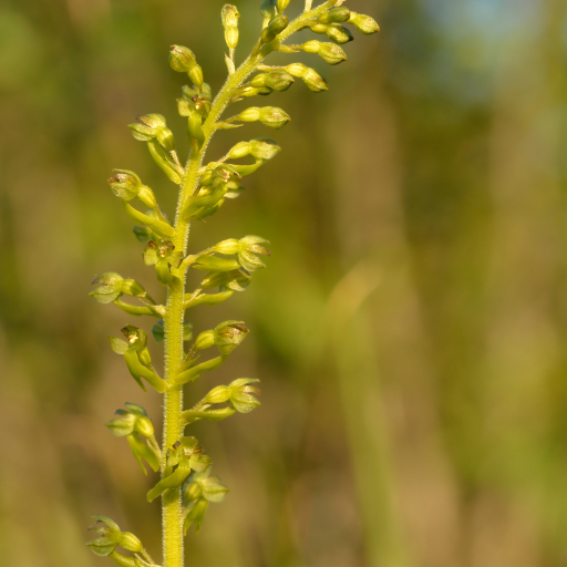Common Twayblade (Neottia Ovata) Plant Care & How to Grow, Water