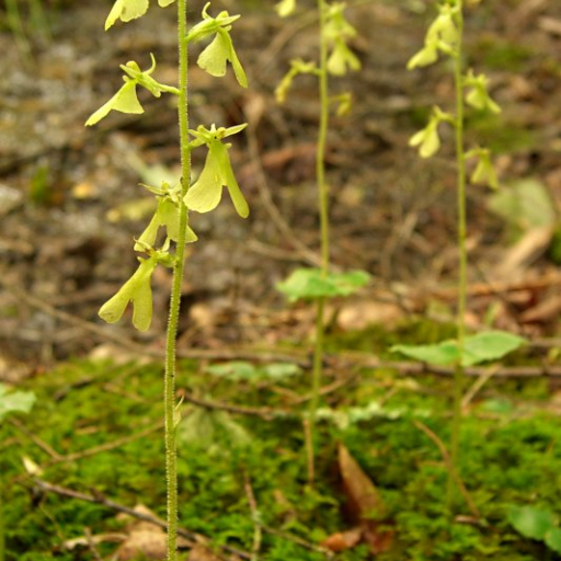 Kidney-Leaf Twayblade (Neottia Smallii) Care Guide: Water, Soil ...