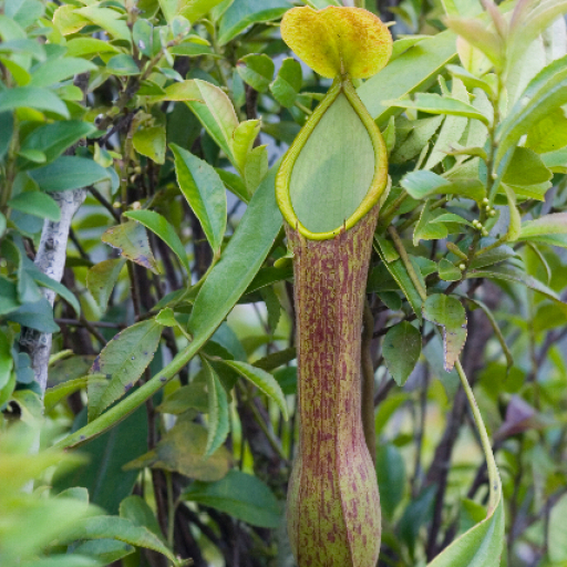 Winged Nepenthes (Nepenthes Alata) Plant Care & How to Grow, Water
