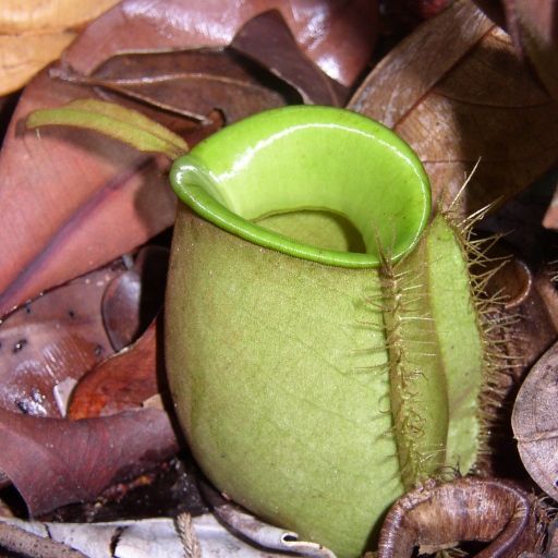 Pitcher- Narrow-Lidded (Nepenthes Ampullaria) Plant Care & How to Grow ...