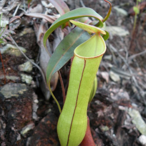 Slender Pitcher- (Nepenthes Gracilis) Plant Care & How to Grow, Water