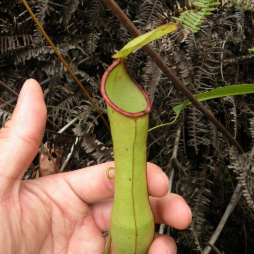 Pitcher (Nepenthes × Neglecta) Plant Care & How to Grow, Water
