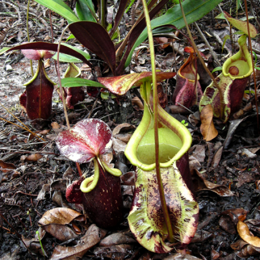 Pitcher- Raffles (Nepenthes Rafflesiana) Plant Care & How to Grow, Water