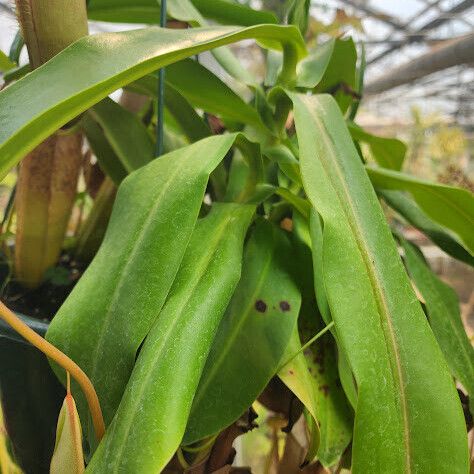 Mesquite (Prosopis Juliflora) Plant Care & How to Grow, Water