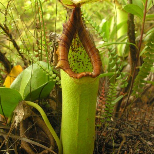 Pitcher (Nepenthes Truncata) Care Guide: Water, Soil & Propagation ...