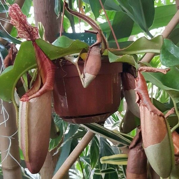 Nepenthes Veitchii Plant Care & How to Grow, Water