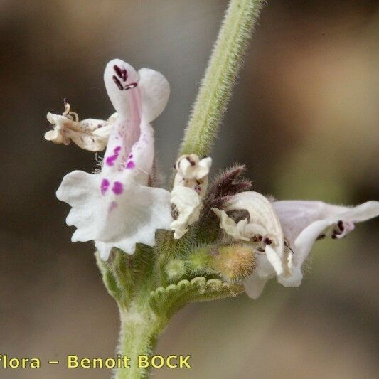 Nepeta Barbara Plant Care & How to Grow, Water