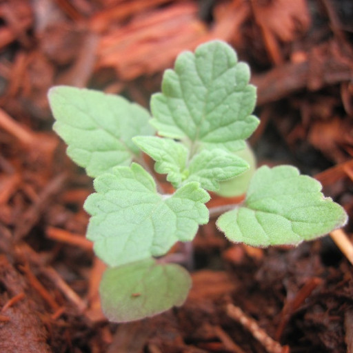 Catnip (Nepeta Cataria) Plant Care & How to Grow, Water