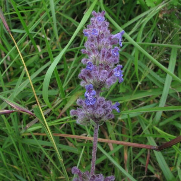 Nepeta Ciliaris Plant Care & How to Grow, Water