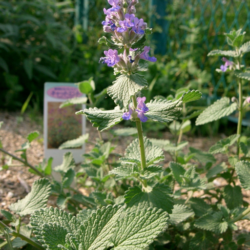 Nepeta × Faasenii Plant Care & How to Grow, Water
