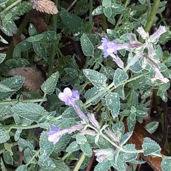 Catmint (Nepeta × Faassenii) Plant Care & How to Grow, Water