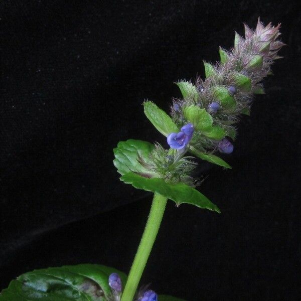 Nepeta Laevigata Plant Care & How to Grow, Water