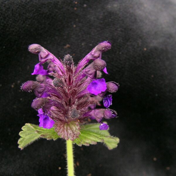 Nepeta Lamiopsis Care Guide: Water, Soil & Propagation - Plantiary