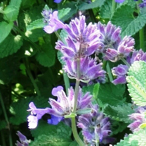 Giant Catmint (Nepeta Latifolia) Plant Care & How to Grow, Water