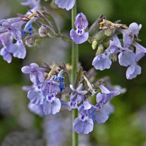 Lesser Catmint (Nepeta Nepetella) Plant Care & How to Grow, Water