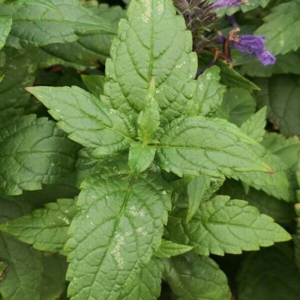 Perennial Catmint (Nepeta Nervosa) Plant Care & How to Grow, Water