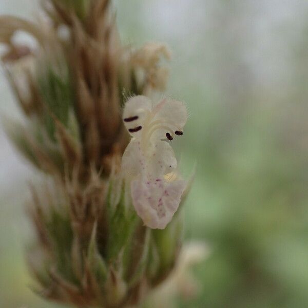 Greek Catmint (Nepeta Parnassica) Plant Care & How to Grow, Water