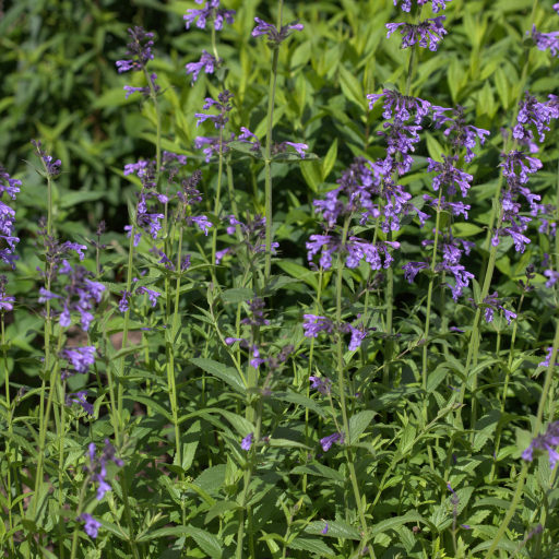Siberian Catmint (Nepeta Sibirica) Plant Care & How to Grow, Water