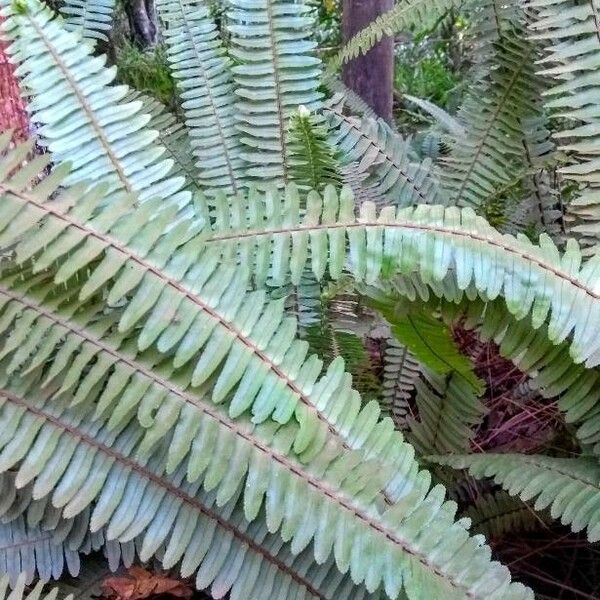 Basket Fern (Nephrolepis Pectinata) Plant Care & How to Grow, Water