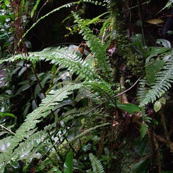 Streamside Swordfern (Nephrolepis Rivularis) Plant Care & How to Grow ...