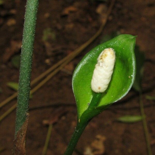 Nephthytis Poissonii Plant Care & How to Grow, Water