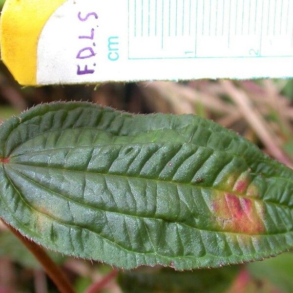 Altea (Nepsera Aquatica) Plant Care & How to Grow, Water