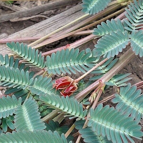 Sensitive- (Neptunia Gracilis) Plant Care & How to Grow, Water