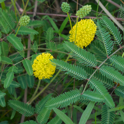 Yellow Puff (Neptunia Lutea) Plant Care & How to Grow, Water