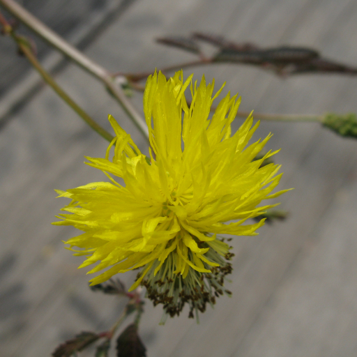 Water-Mimosa (Neptunia Oleracea) Plant Care & How to Grow, Water